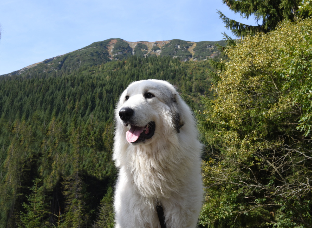 Krycí pes Bastien Patou von Traumberg :: baldauf